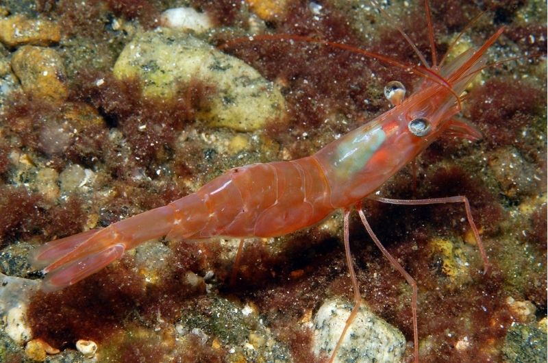 All About Pink Shrimp: The Fascinating World of Pink Shrimp