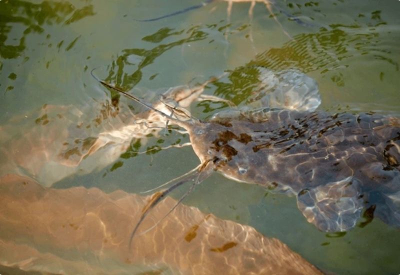 Catfish Water: Key Insights and Best Practices for Optimal Quality