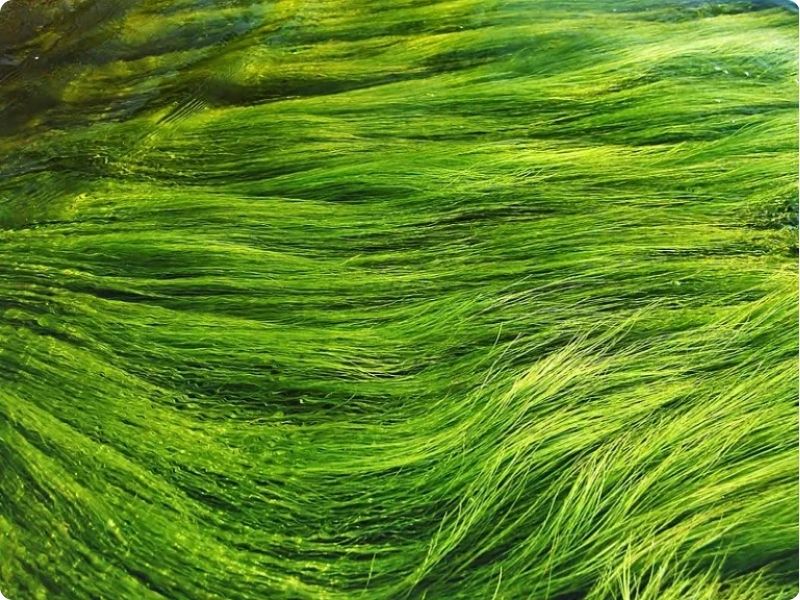 Cyanobacteria vs Algae: Understanding Their Key Differences and ...