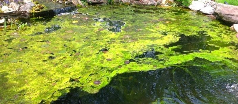 Essential Pond Treatments for a Healthy Ecosystem