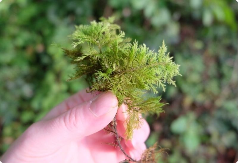 Ever Wondered How Algae and Moss Differ?