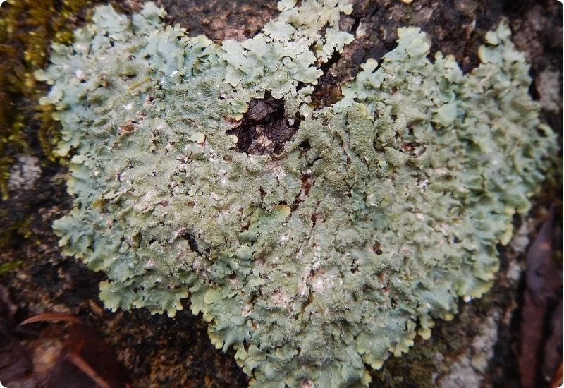 How Do Algae and Fungi Differ From Each Other?