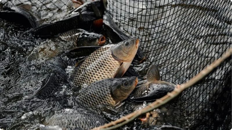 Maximizing Carp Production: Is Carp Farming Profitable?