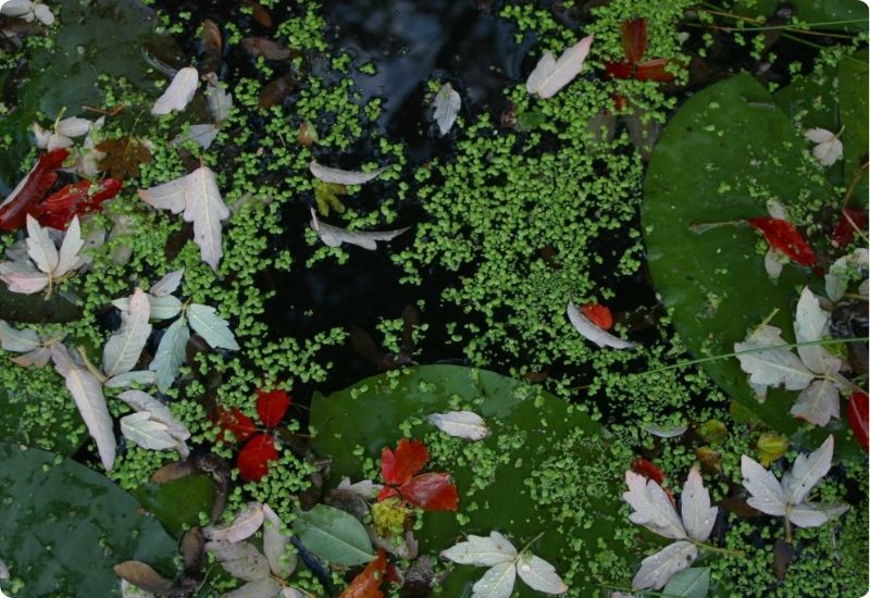 Understanding and Managing Nitrite in Pond Water