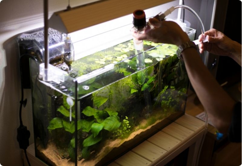 The Importance of Proper Water Changes for Your Aquarium