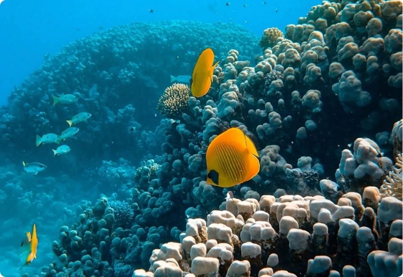 Understanding Dissolved Oxygen: A Vital Component of Aquatic Ecosystems