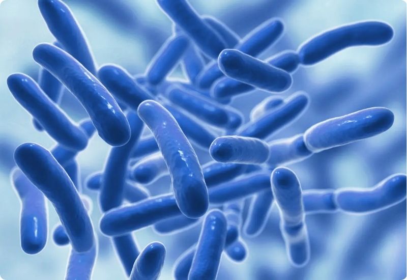 Probiotics: Understanding Their Definition, Benefits, and Role in ...