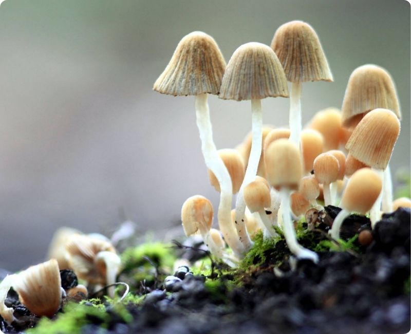 What is Fungi? Exploring the Decomposers in Nature