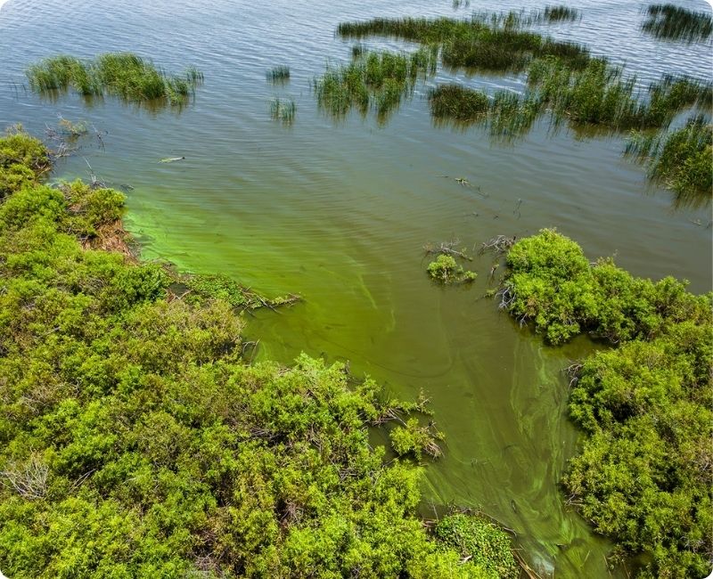 Why are Algae Blooms Bad? The Impact of Algae on Environment